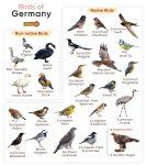 List of Birds Found in Germany with Pictures