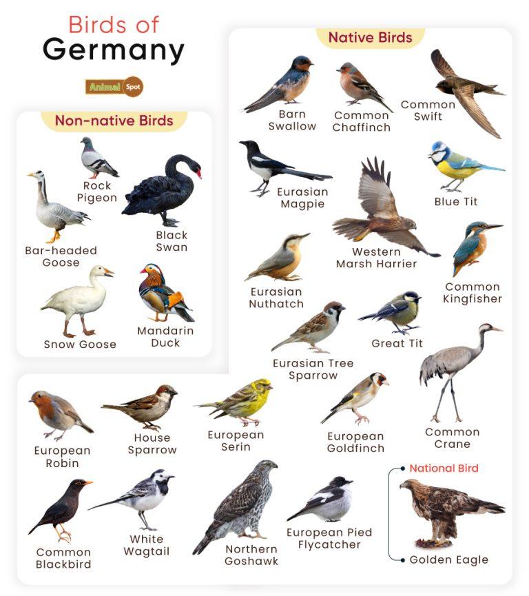List of Birds Found in Germany with Pictures