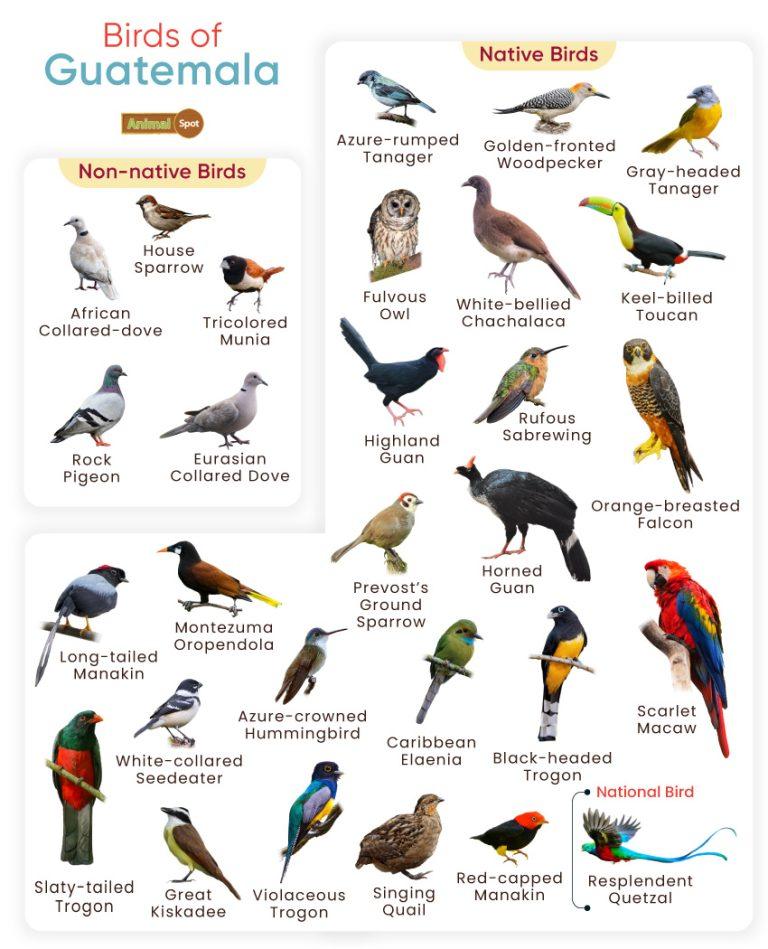 List of Birds Found in Guatemala with Pictures