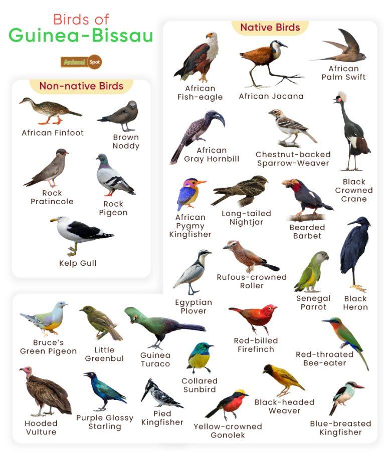 Green Birds – Facts, List, Pictures, and More
