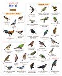List of Birds Found in Haiti with Pictures