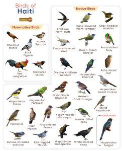 List of Birds Found in Haiti with Pictures
