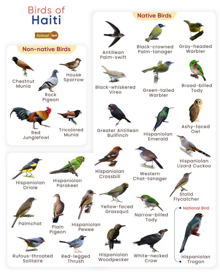 List of Birds Found in Grenada with Pictures