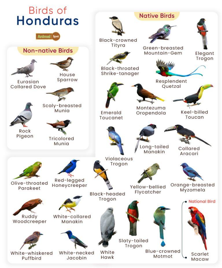 List of Birds Found in Cuba with Pictures