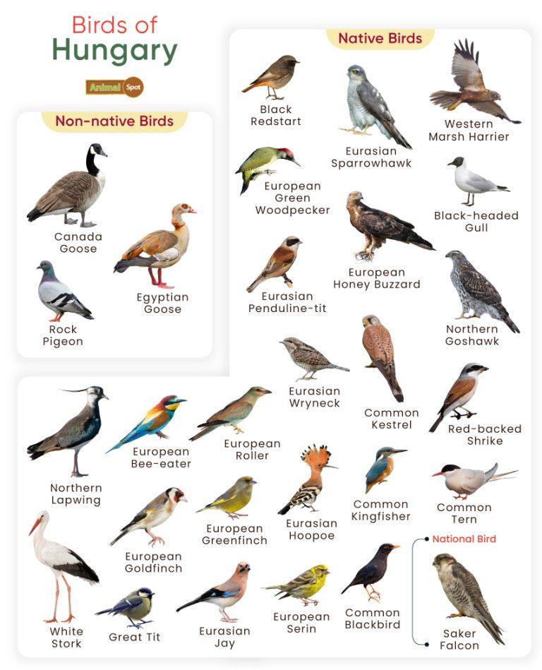 List of Birds Found in Hungary with Pictures
