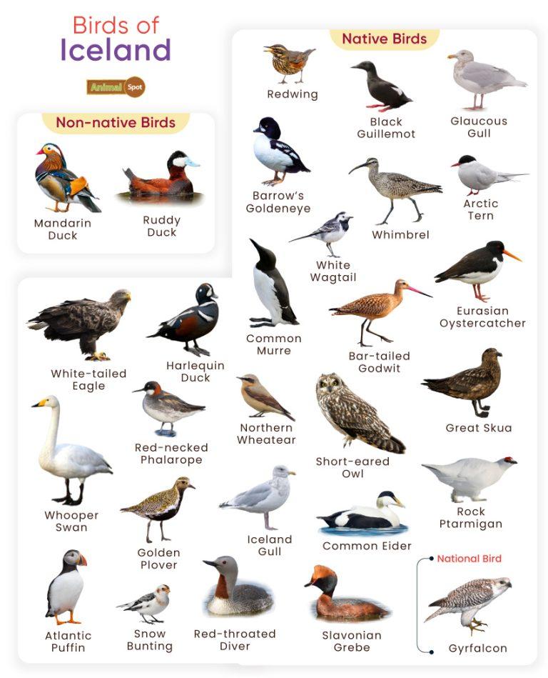 List of Birds Found in Iceland with Pictures
