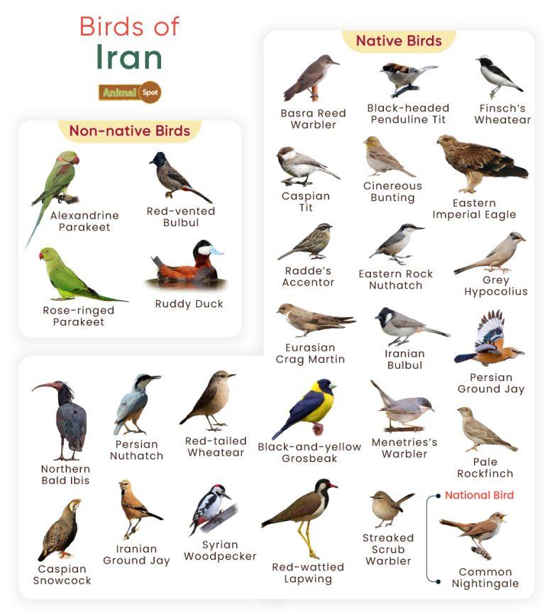 List of Birds Found in Jordan with Pictures