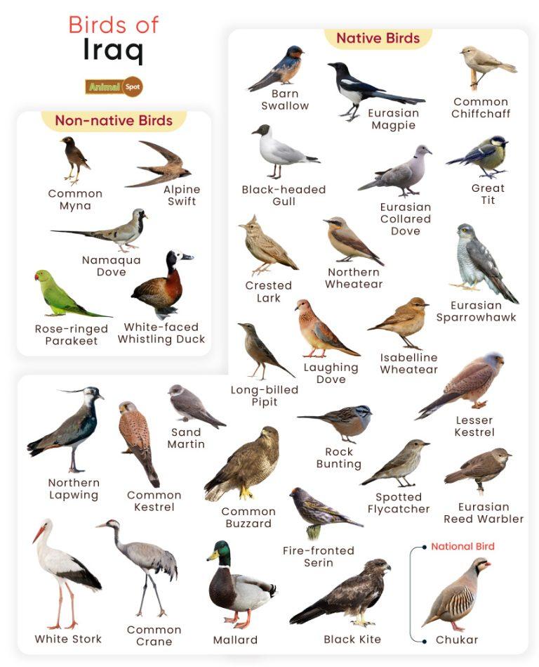 List of Birds Found in Lebanon with Pictures
