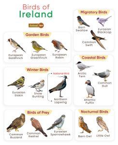 List of Birds Found in Ireland with Pictures