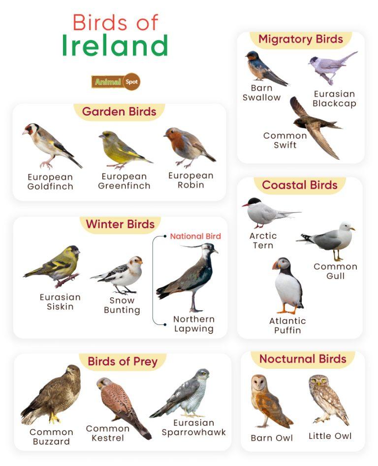 List of Birds Found in Ireland with Pictures