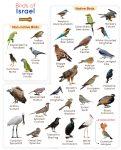 List of Birds Found in Israel with Pictures