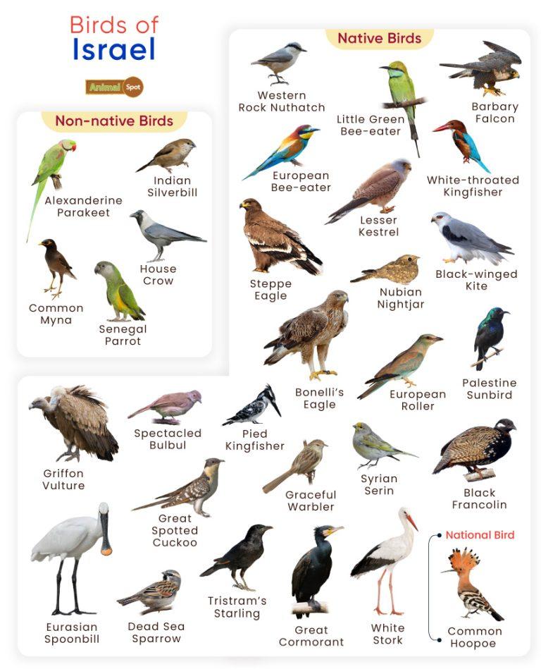 List of Birds Found in Jordan with Pictures