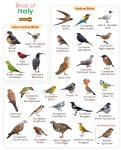 List of Birds Found in Italy with Pictures