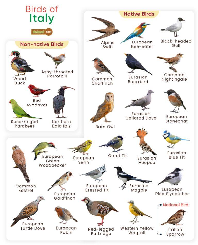 List of Birds Found in Denmark with Pictures