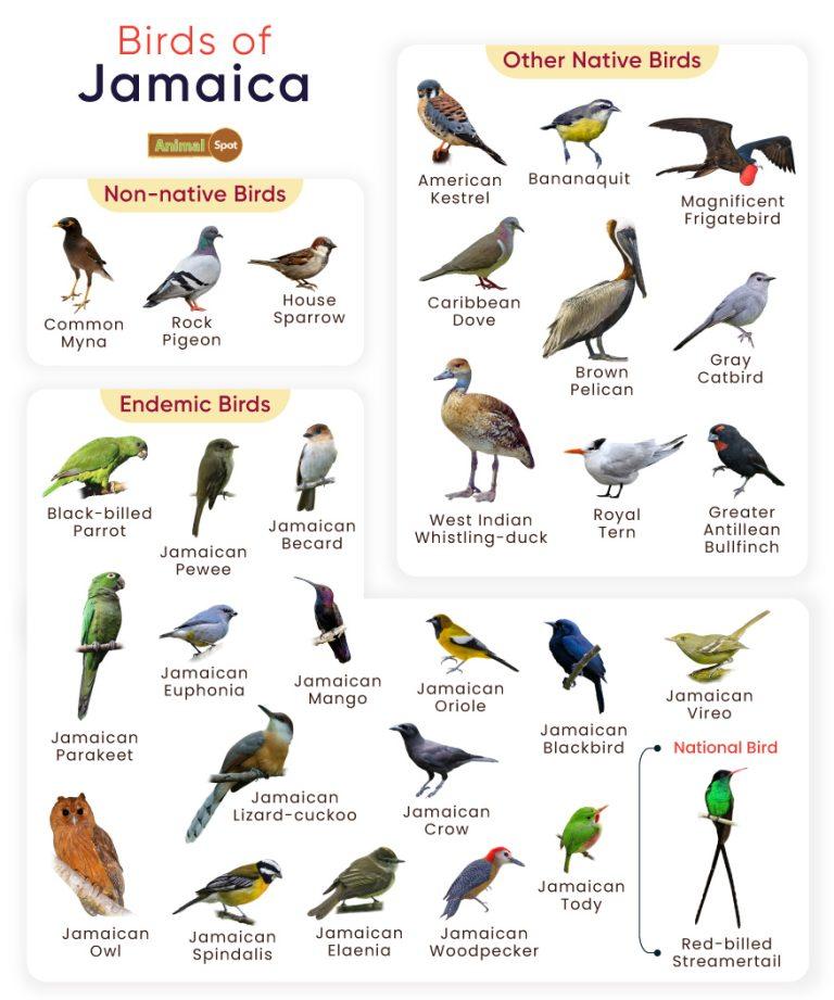 List of Birds Found in Cuba with Pictures