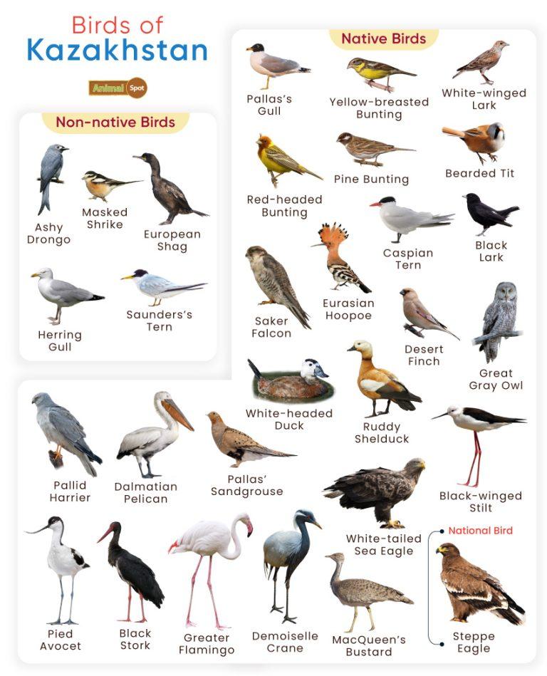 List of Birds Found in Kazakhstan with Pictures