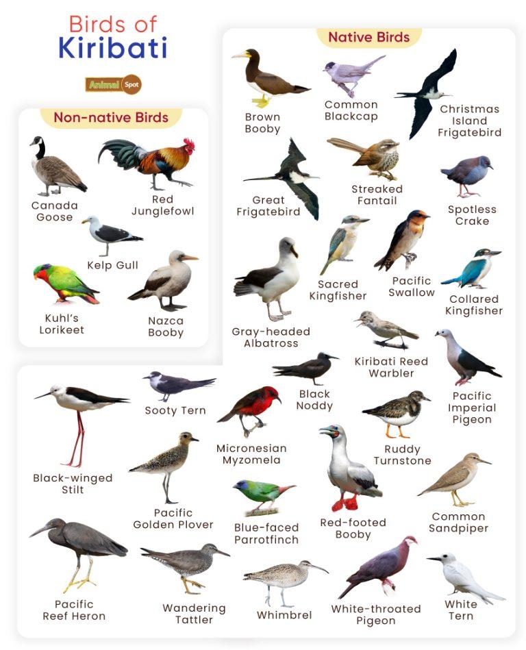 List of Birds Found in Samoa with Pictures