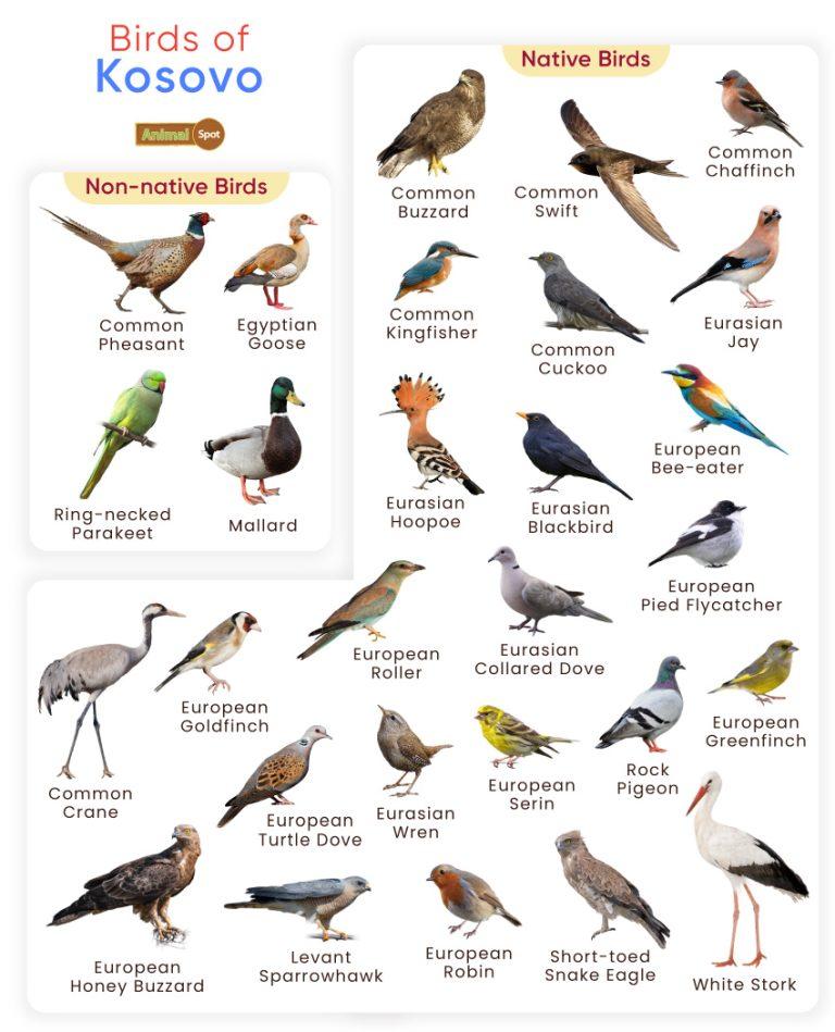 List of Birds Found in Iraq with Pictures