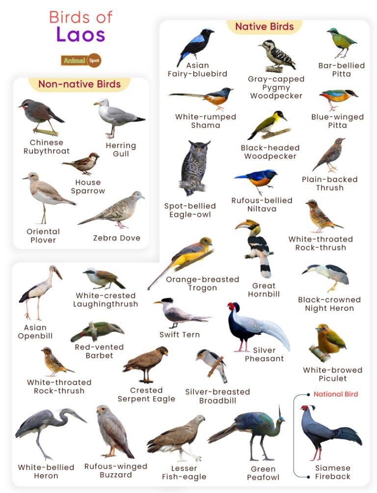List of Birds Found in Laos with Pictures