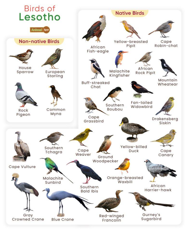 List of Birds Found in Lesotho with Pictures