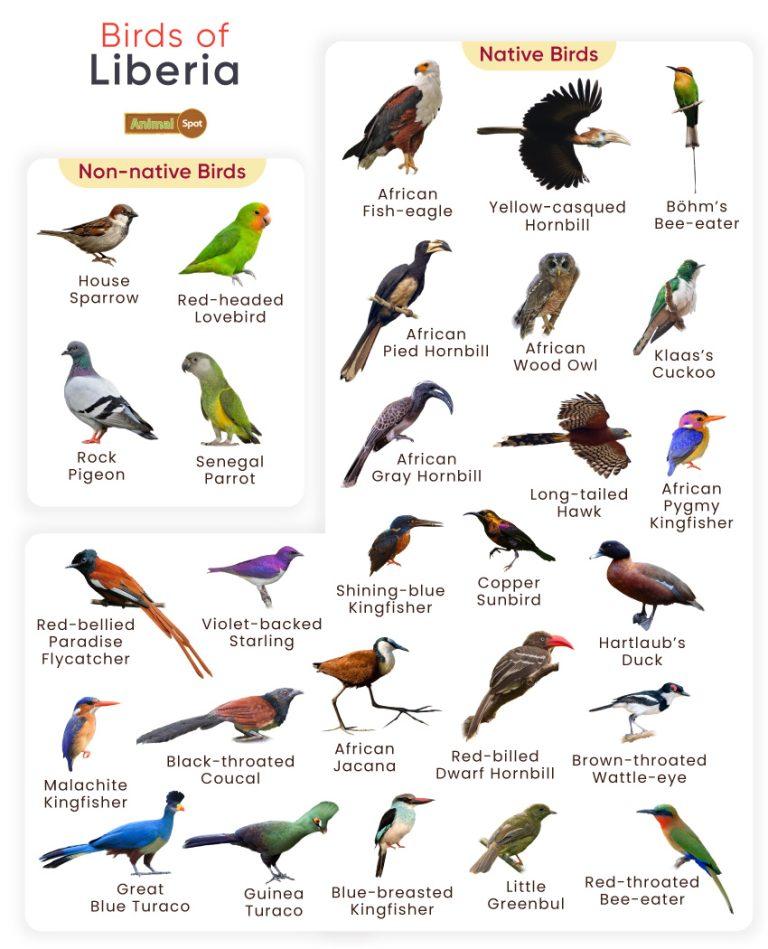 Green Birds – Facts, List, Pictures, and More