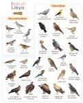 List of Birds Found in Libya with Pictures