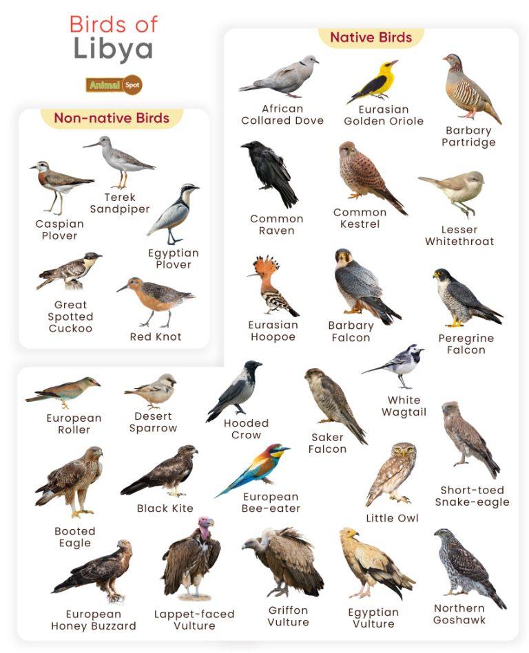 List of Birds Found in Libya with Pictures