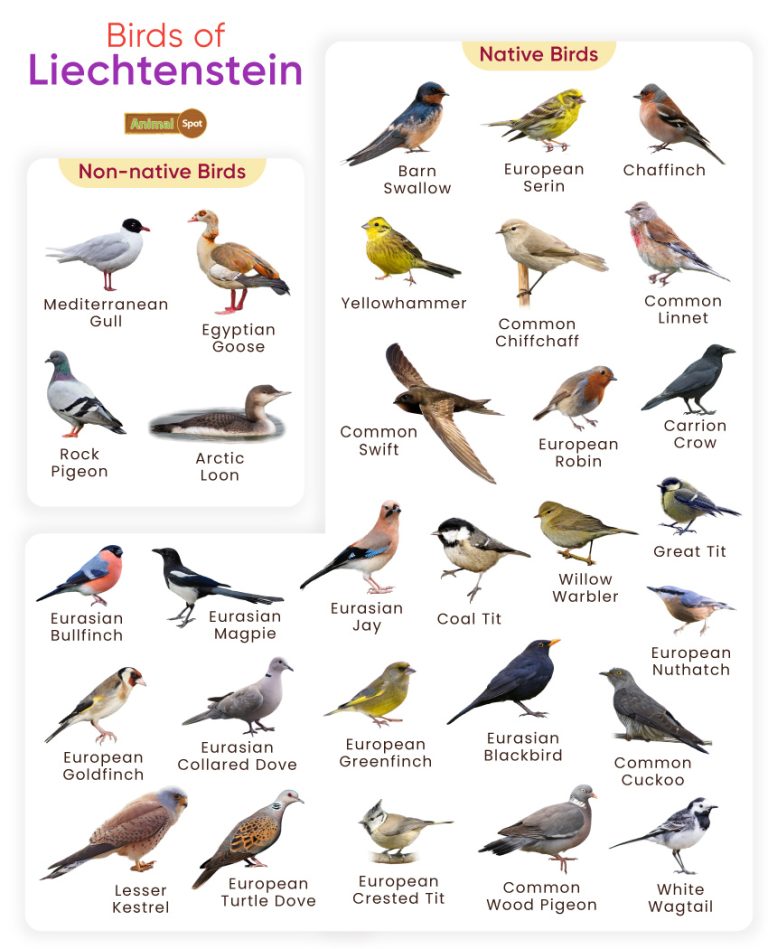 List of Birds Found in Spain with Pictures