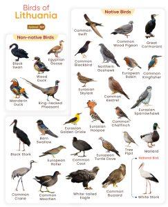 List of Birds Found in Lithuania with Pictures