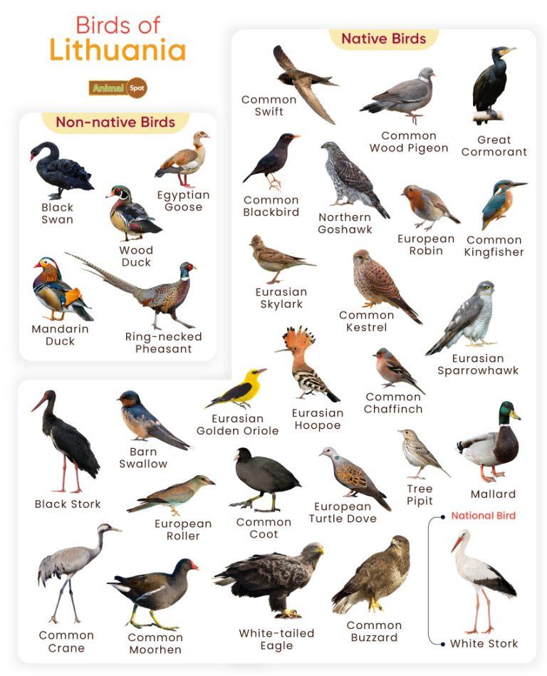 List of Birds Found in Lithuania with Pictures