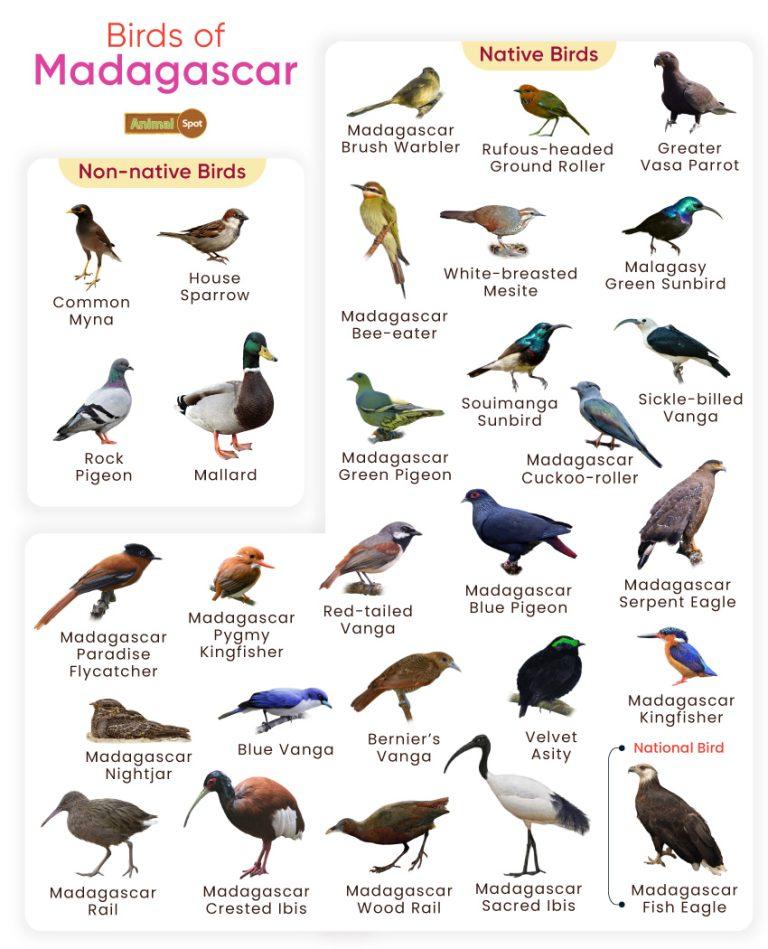 List of Birds Found in Madagascar with Pictures