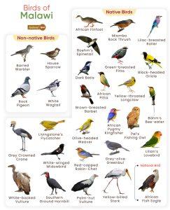 List of Birds Found in Malawi with Pictures