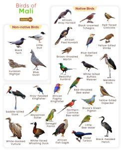 List of Birds Found in Mali with Pictures