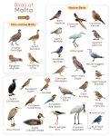 List of Birds Found in Malta with Pictures