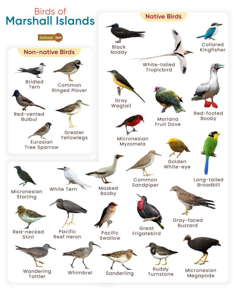 List of Birds Found in the Cook Islands with Pictures