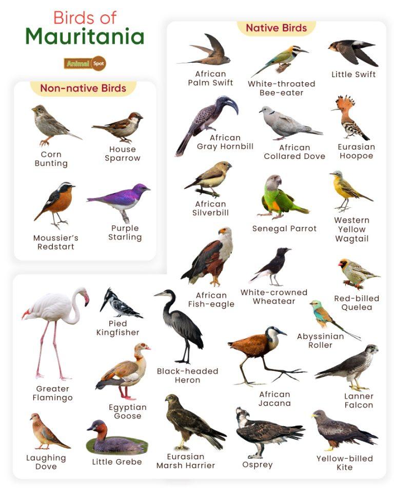 List of Birds Found in Mauritania with Pictures