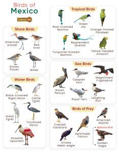 List of Birds Found in Mexico with Pictures