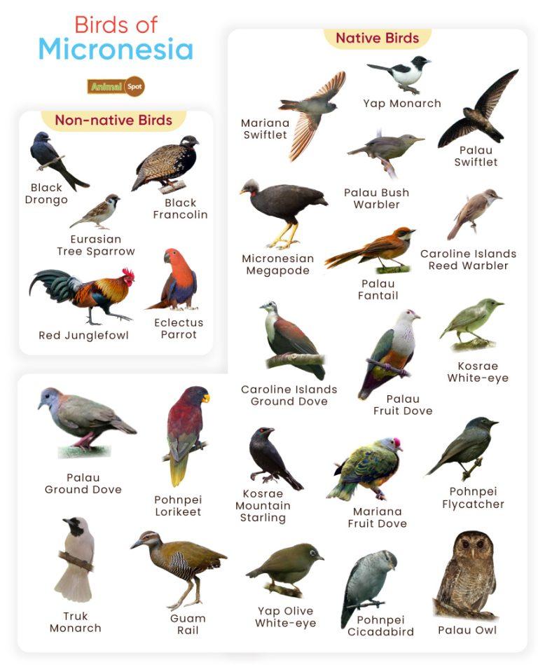 List of Birds Found in Micronesia with Pictures