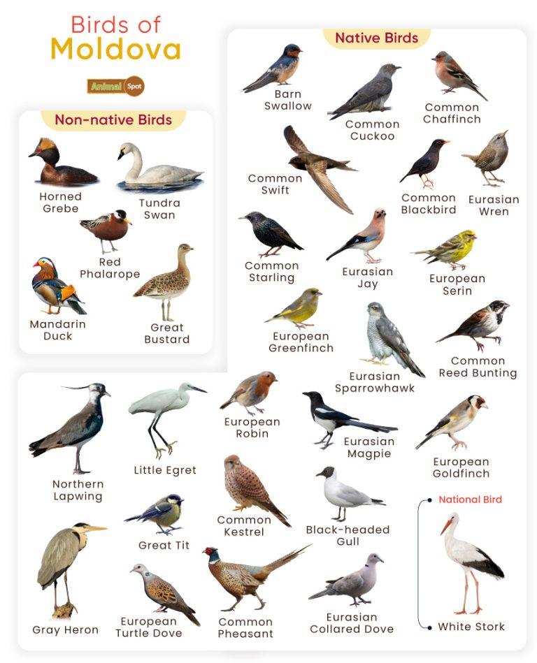 List of Birds Found in Iraq with Pictures