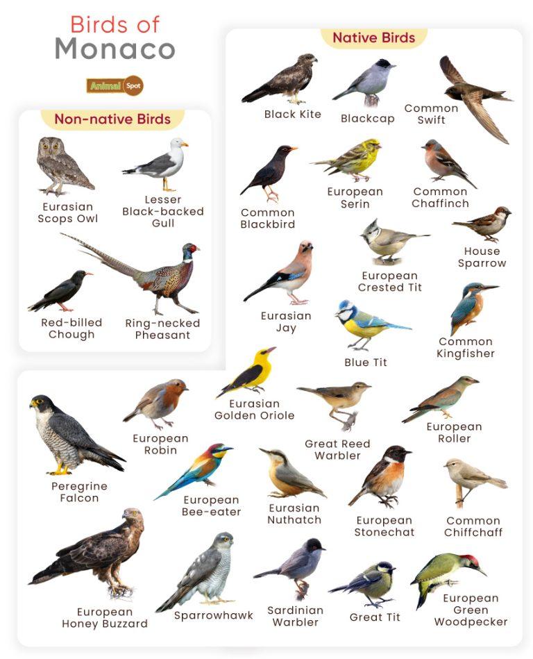 List of Birds Found in Monaco with Pictures