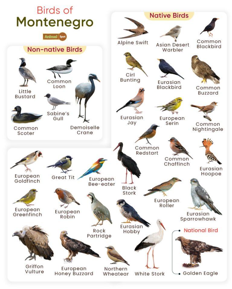 List of Birds Found in Syria with Pictures