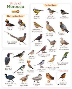 List of Birds Found in Morocco with Pictures