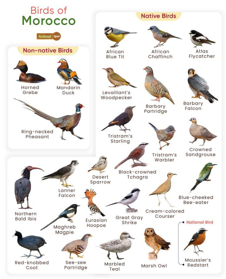 List of Birds Found in Morocco with Pictures