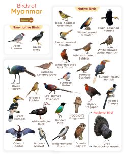 List of Birds Found in Myanmar with Pictures