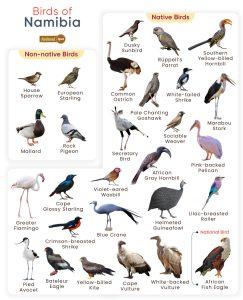 List of Birds Found in Namibia with Pictures