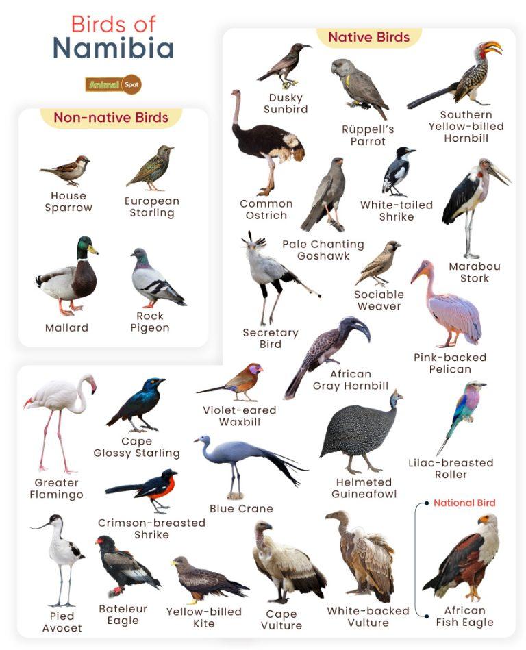 List of Birds Found in Namibia with Pictures