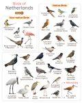 List of Birds Found in the Netherlands with Pictures