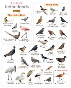 List of Birds Found in the Netherlands with Pictures