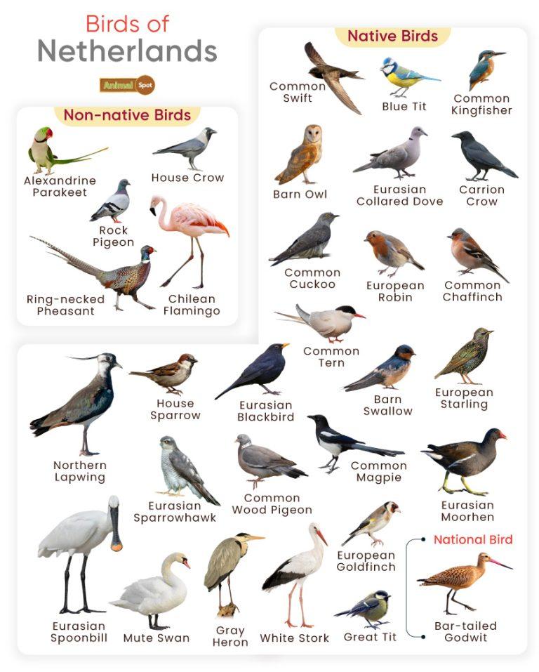 List of Birds Found in Denmark with Pictures
