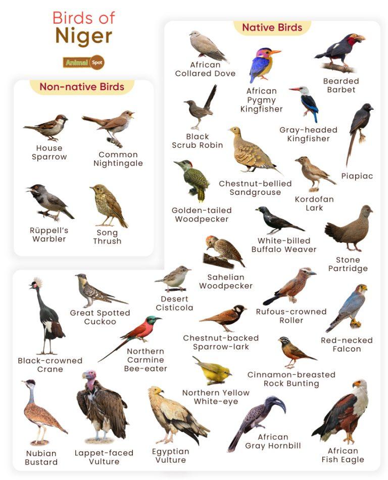 List of Birds Found in Zimbabwe with Pictures